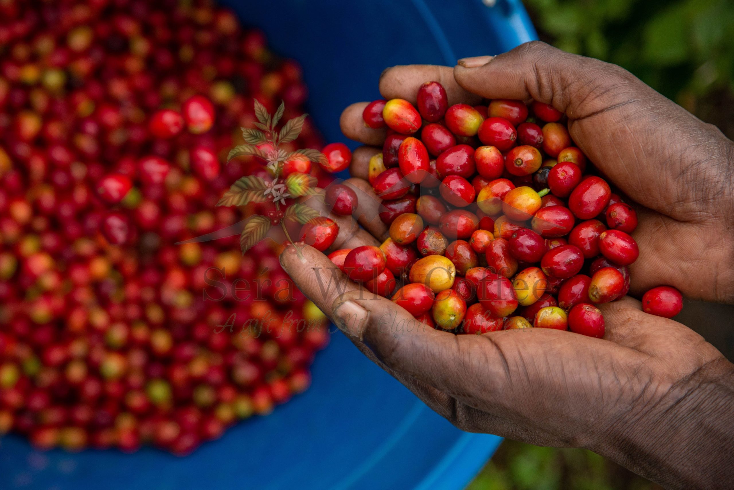 Coffee Cherry - Sera Wild Coffee